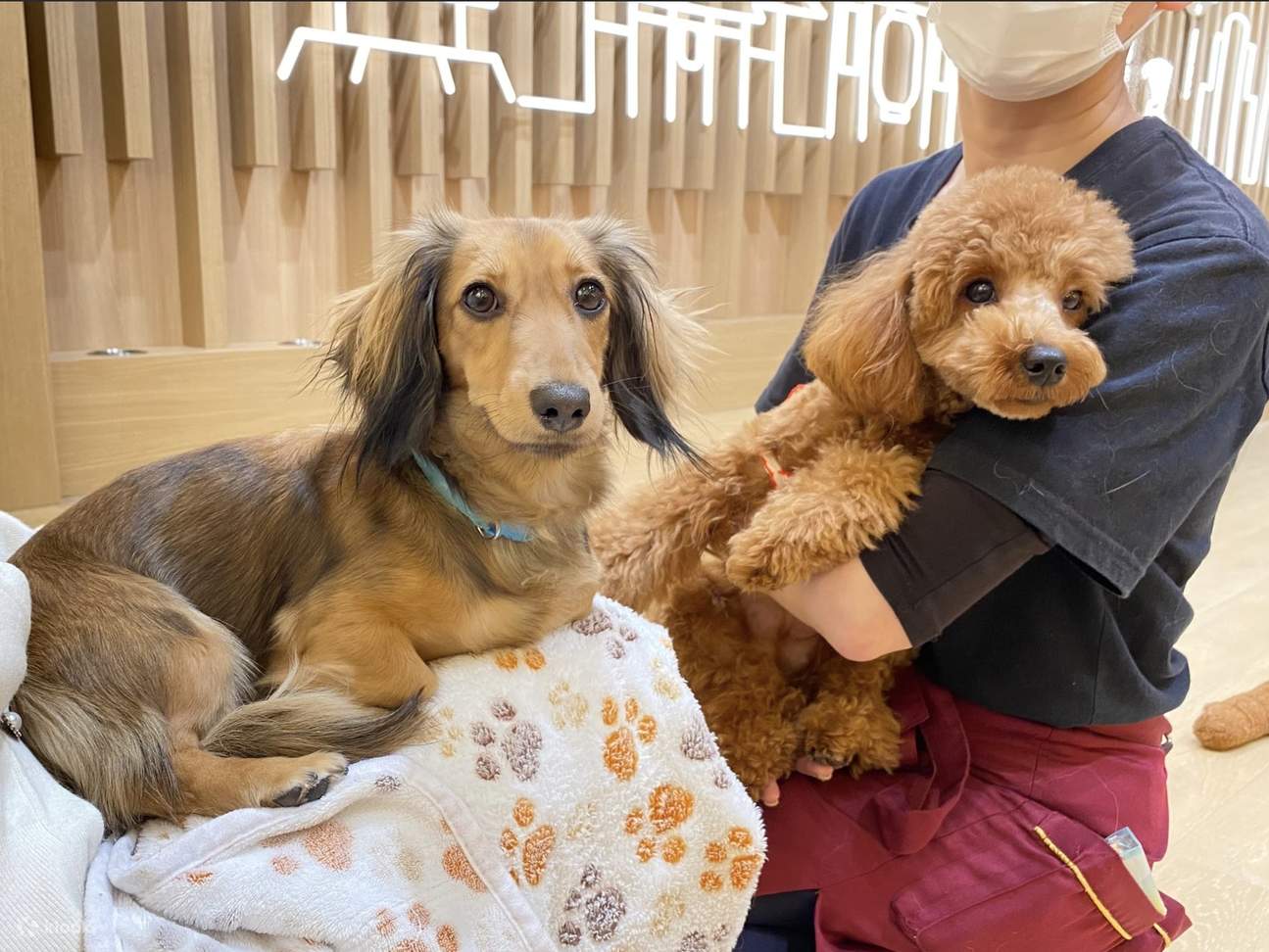 Play with Dogs at Dog Cafe Rio Asakusa [Dog Cafe Rio Asakusa] - Klook